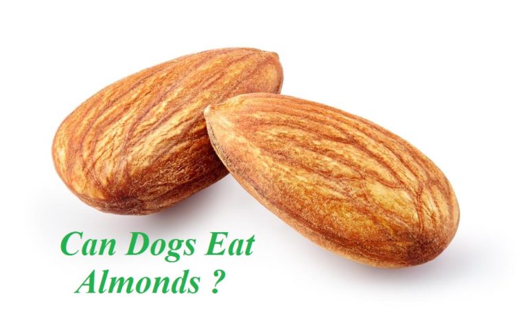 Can Dogs Eat Almonds And All Other Nuts Too? - Dog Carion
